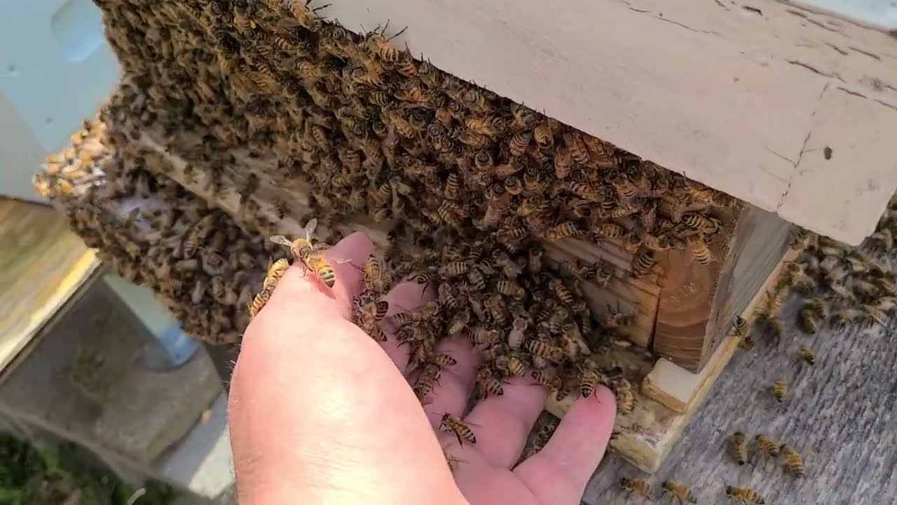 If I had not caught this on Camera, you would not have believed a ...