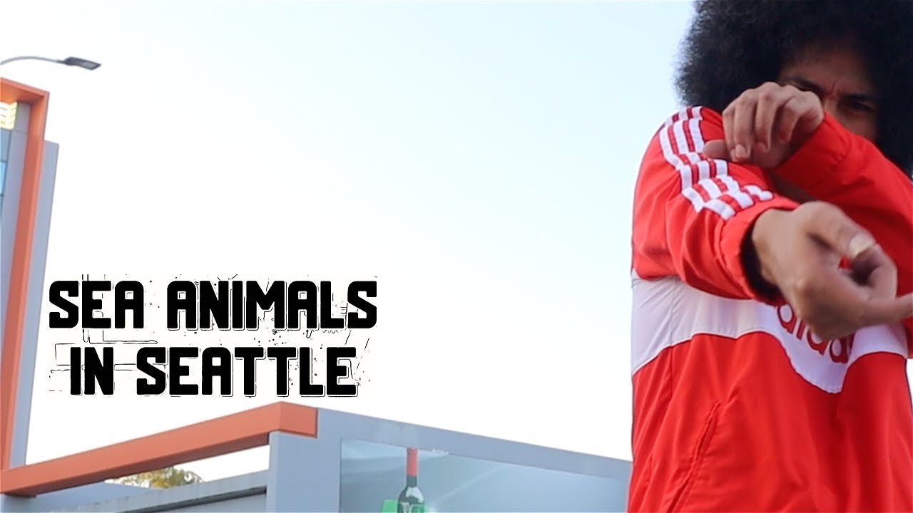Sea Animals In Seattle - The U.S.O Show - YouTube