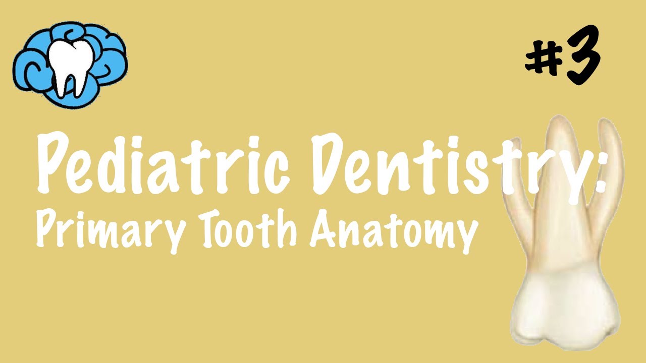 Pediatric Dentistry | Primary Tooth Anatomy | INBDE, ADAT - YouTube