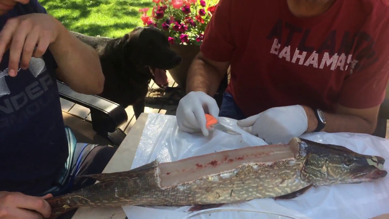 How to Debone a Northern Pike! - YouTube