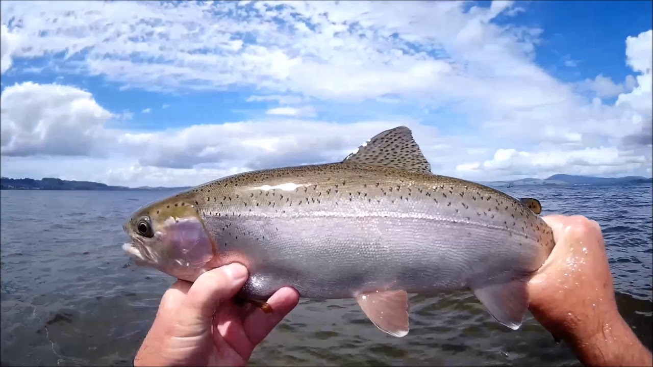 NEW ZEALAND TROUT FISHING AWAHOU PLENTY OF FISH - YouTube