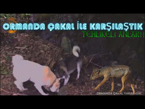 SİBİRYA KURTLARIMIZLA ÇAKAL AVI!