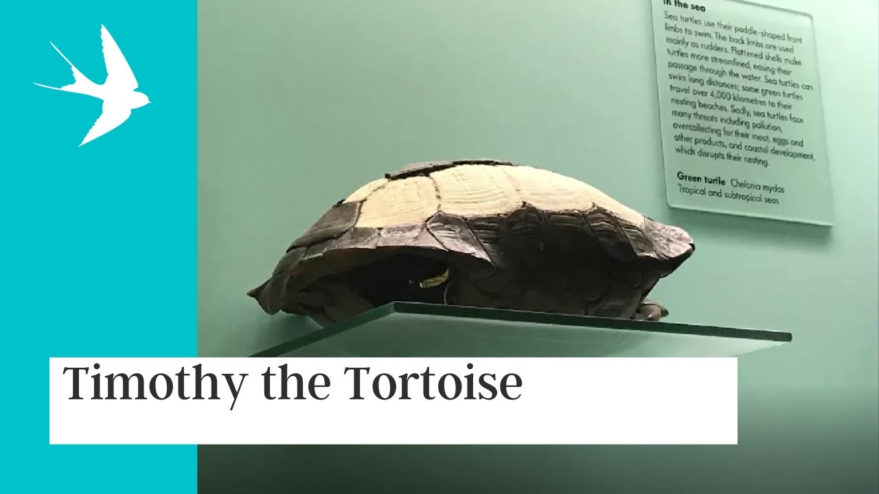 Timothy The Tortoise - YouTube
