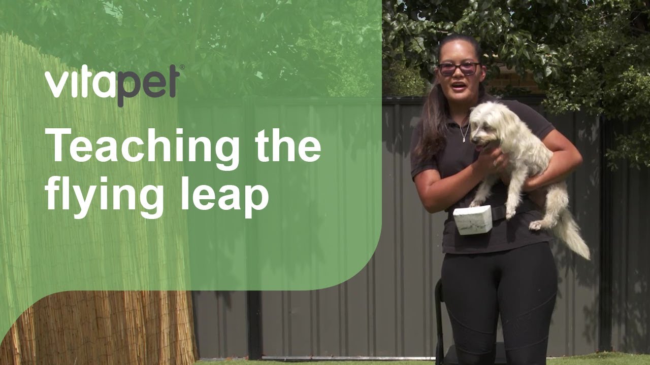 How to Teach your Dog the Flying Leap - YouTube