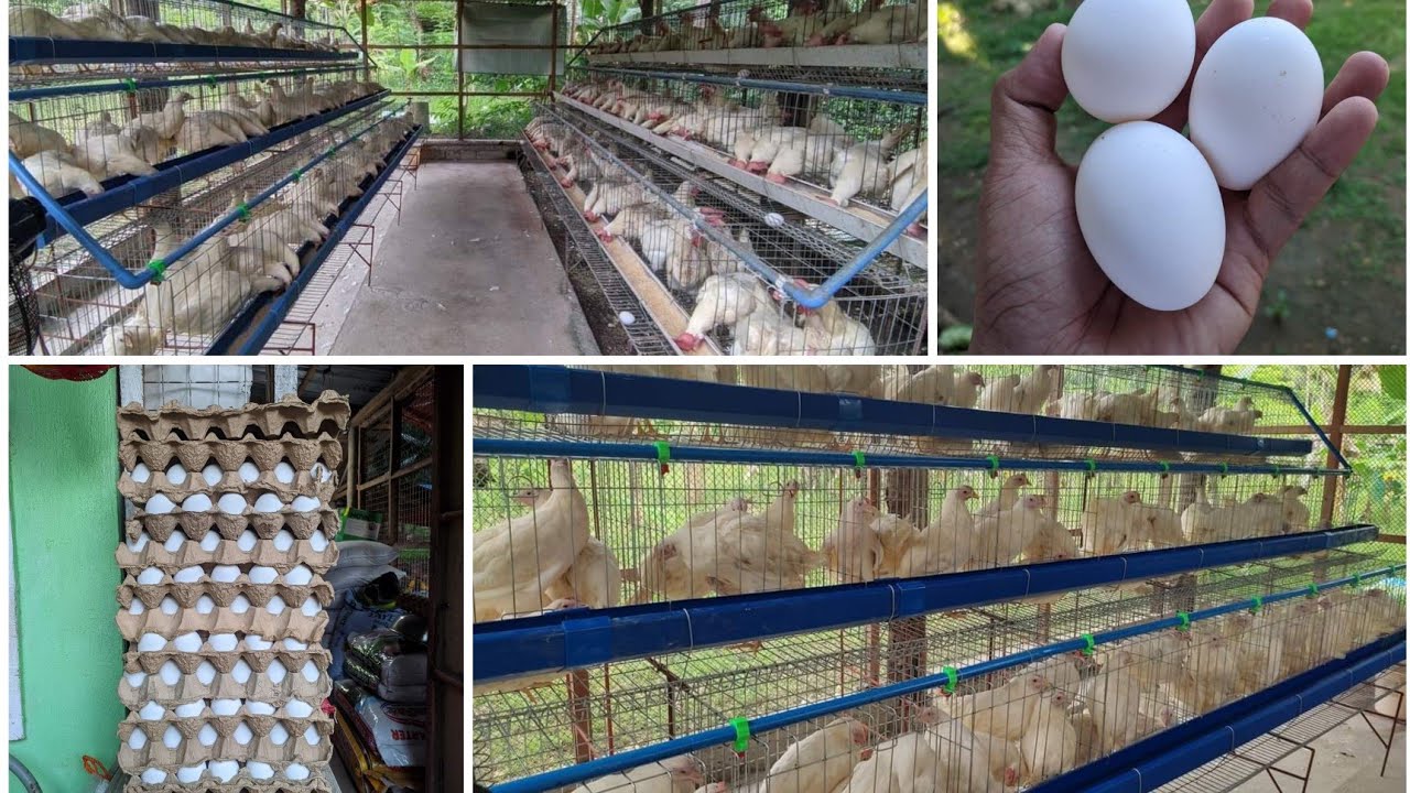 BACKYARD LAYER FARM|COLLECTING CHICKEN EGGS| POULTRY FARMING|RHICE ...