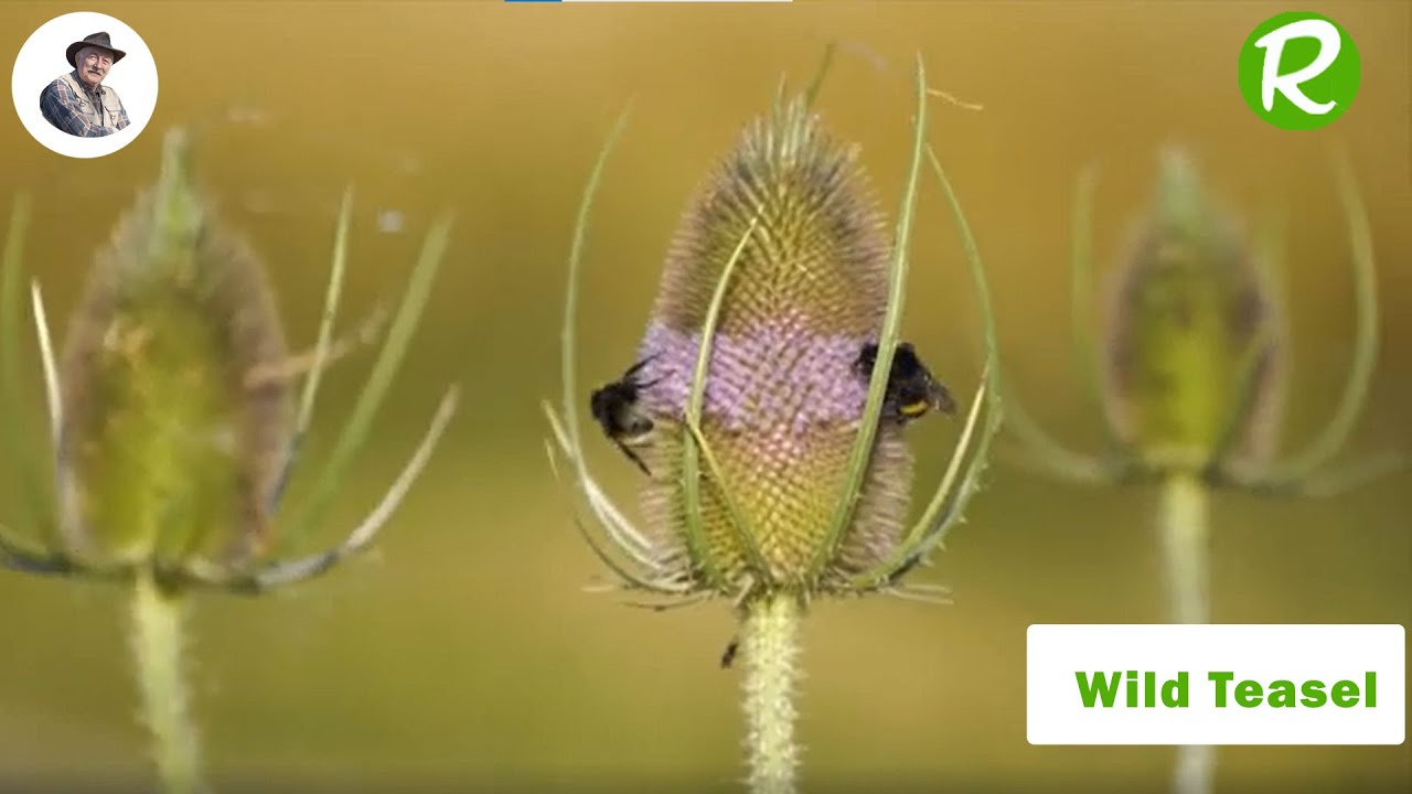 Wild Teasel, the Bird's Watering Hole in the Garden - YouTube