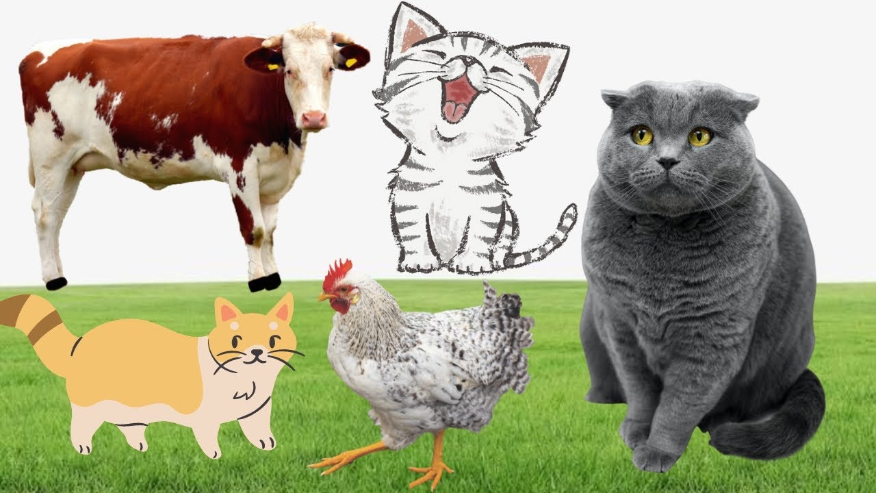 CUTE ANIMAL SOUNDS: COW, DOG, BEAR I Animal Sounds Video Compilation ...