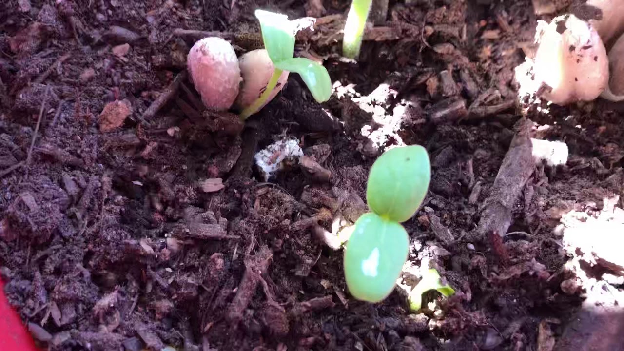 Practical Prepper-Garden Update😎 - YouTube