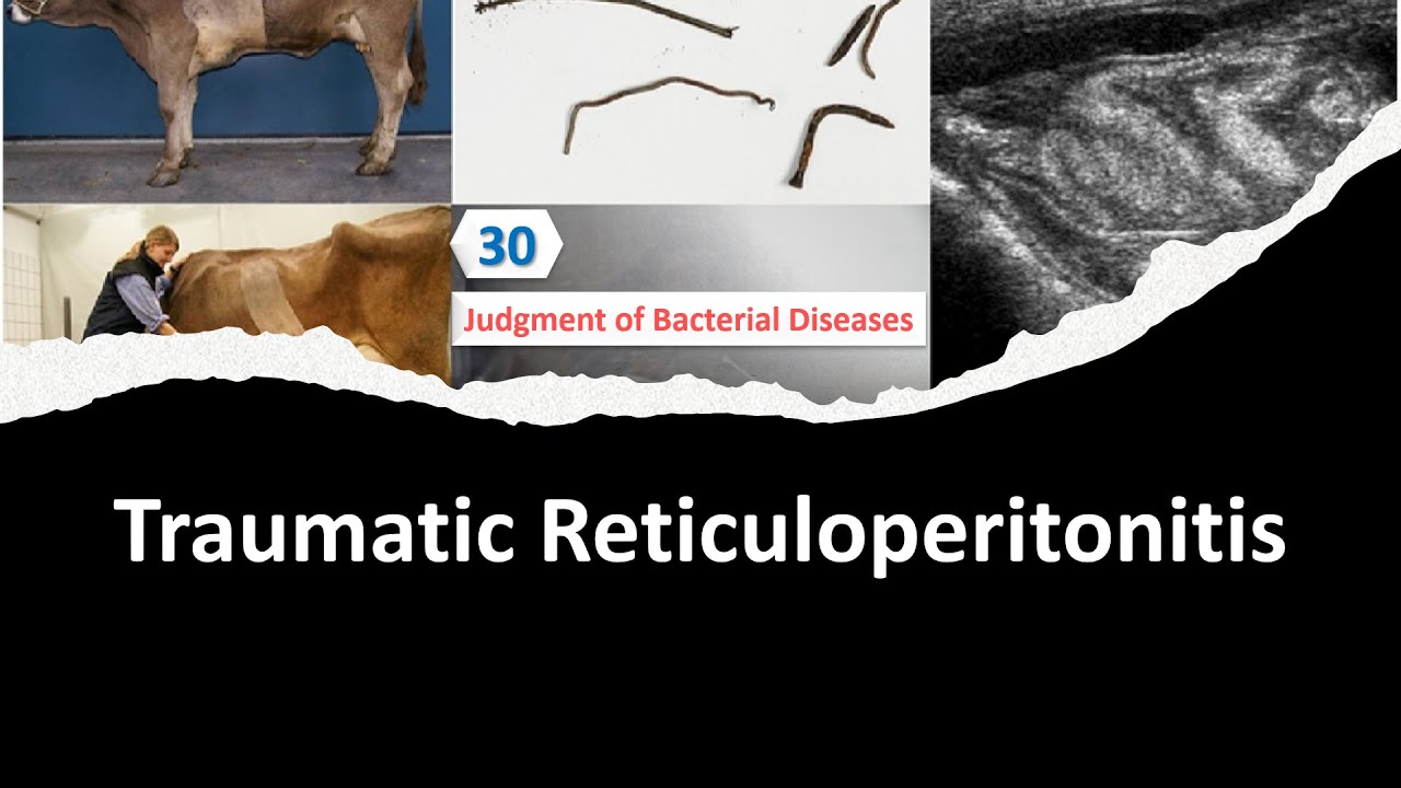 Lecture 30: Traumatic Reticuloperitonitis التهاب شبكية الصفاق الرضحي ...