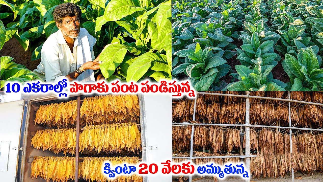 10 ఎకరాల్లో పొగాకు పంట పండిస్తున్న.. చాలా బాగుంది ! | Tobacco Farming ...