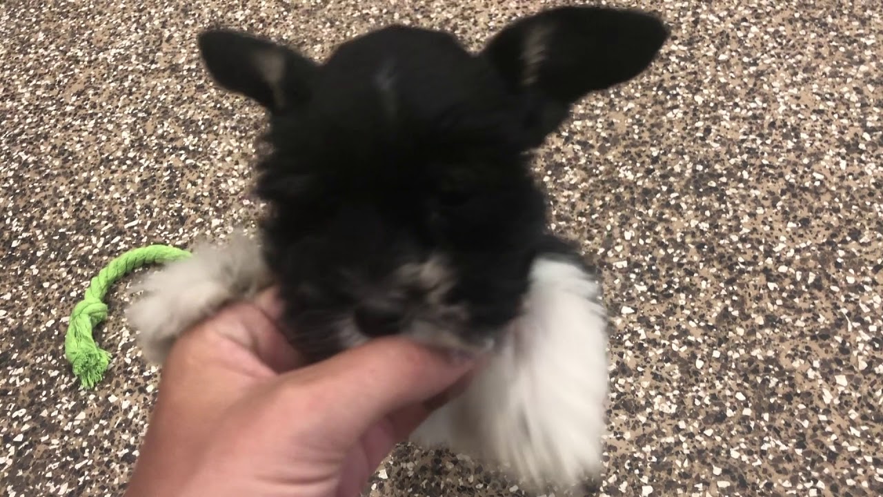 Sweet Felix - YouTube
