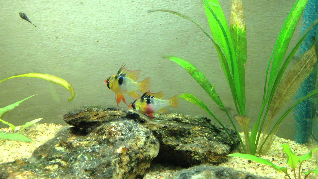 Reproduction Microgeophagus Ramirezi : 2/3 - YouTube