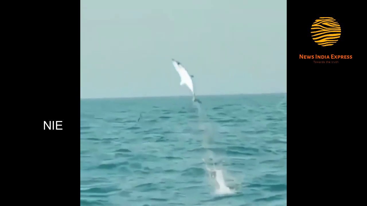 The Highest fish Jumping ever Mako - Flying Mako Shark Tournament - YouTube