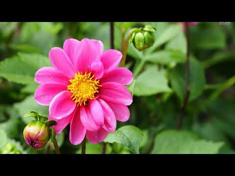 Yürekleri Kıpır Kıpır Eden İlahiler, Muhteşem İlahiler, 2018 Hareketli İlahiler