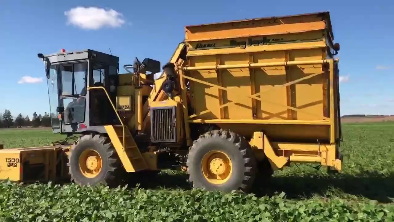 Oxbo/Pixall Big Jack Bean Harvester - YouTube