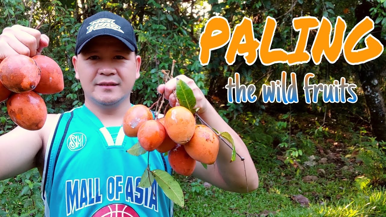 Paling the wild fruits - YouTube