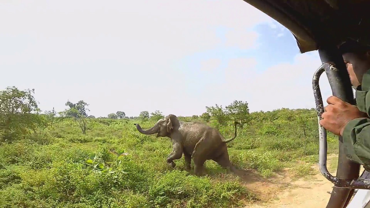 Cheeky Elephant at Udawalawe National Park - YouTube