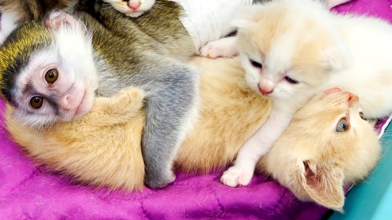 Foster kitten and his best friends baby monkey and mom cat sleep ...