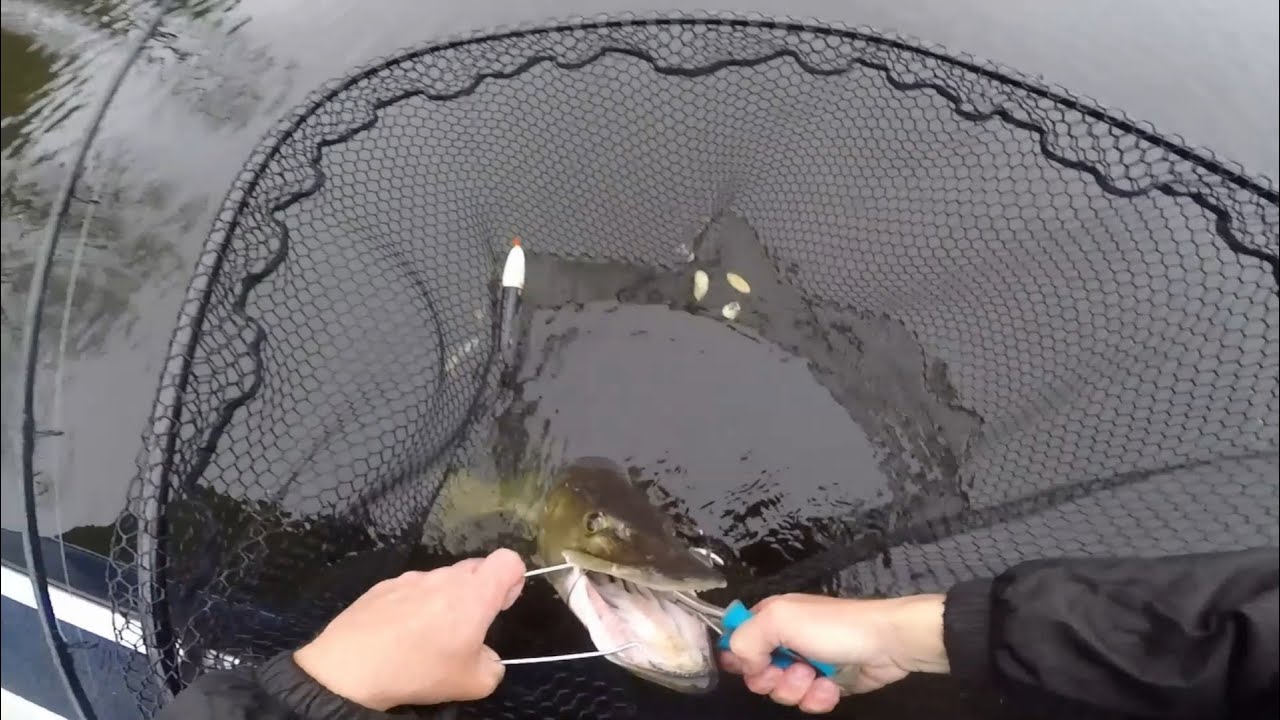 42 inch musky had hook deep sucked to get off released well though ...