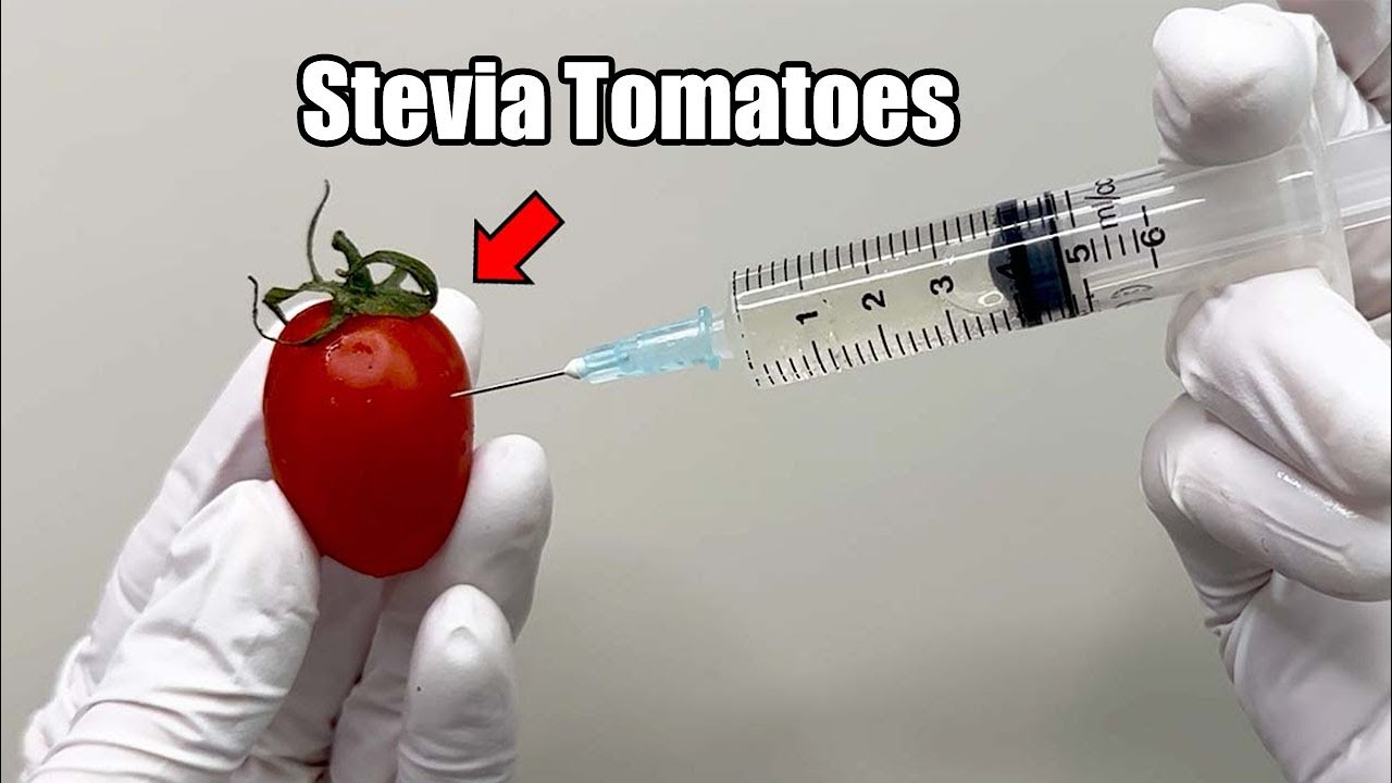 The Secrets of Stevia Tomatoes[Shock Warning] - YouTube
