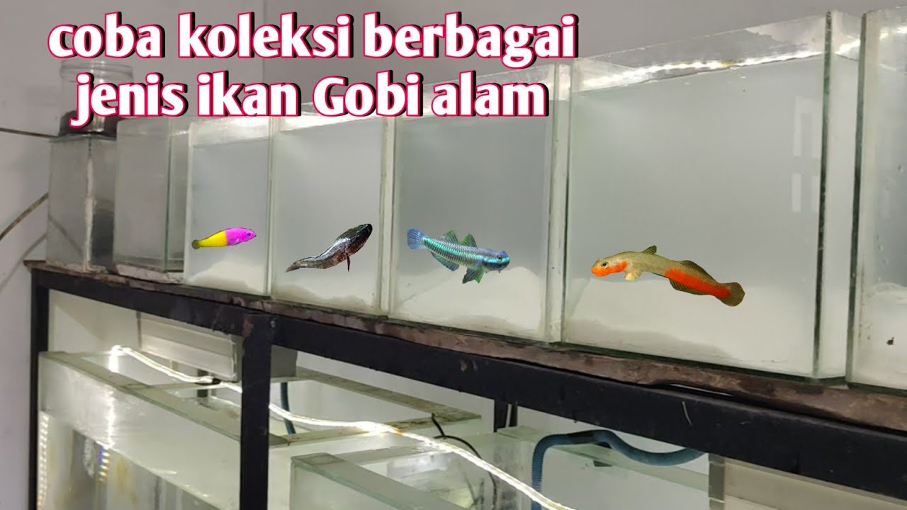 mengoleksi berbagai jenis Gobi hasil berburu - YouTube