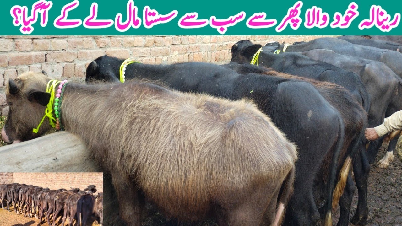 HowToStart Cattle Farm in Okara Low Rates Katta Farming Tips Mall Neli ...