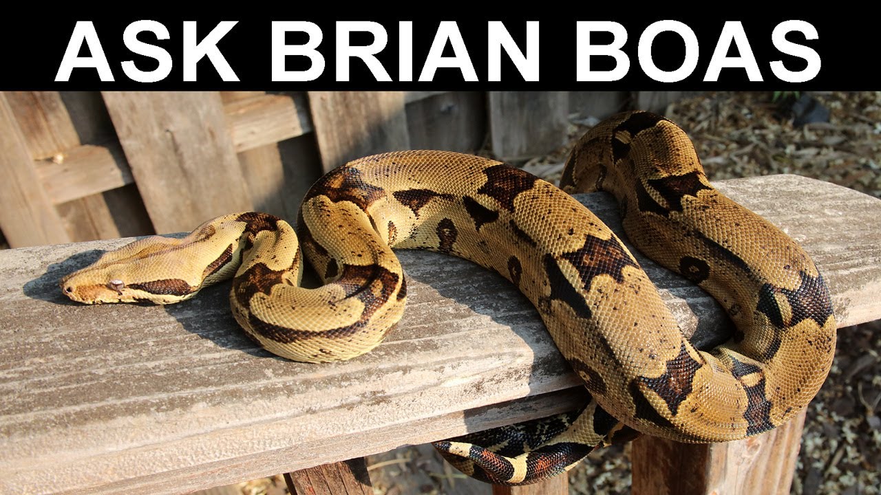 Ask Brian Boas July 12 2023: Your Boa Constrictor Questions ANSWERED ...