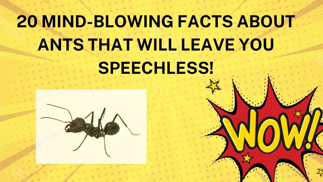 20 Mind-Blowing Facts About Ants That Will Leave You Speechless!. - YouTube