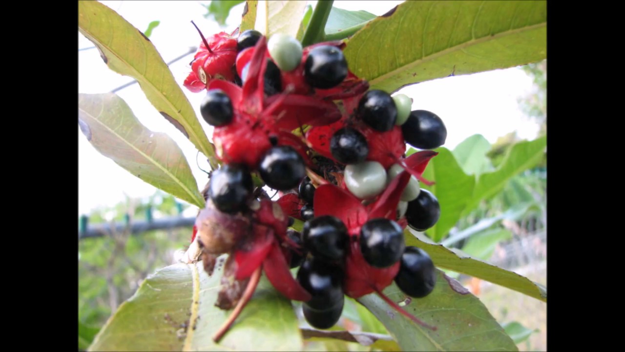 Mickey Mouse Plant - YouTube