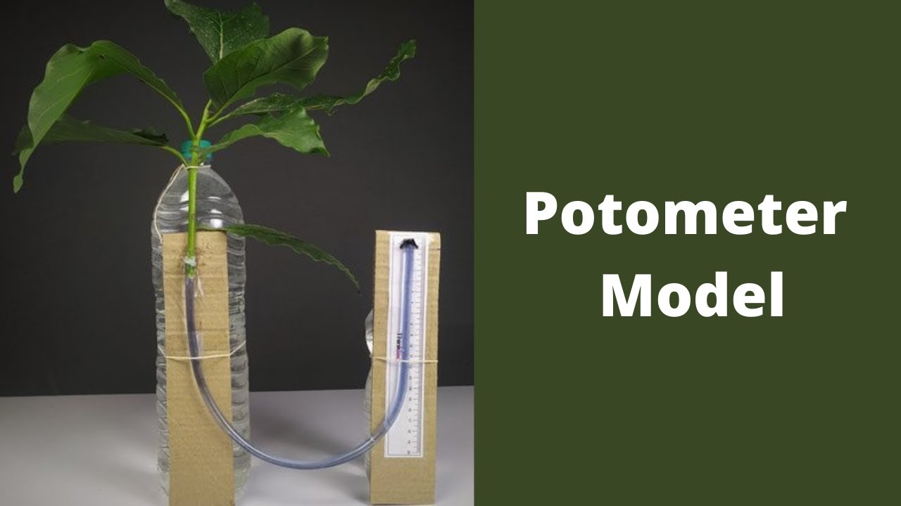 Potometer Model | ThinkTac | Science Experiment - YouTube