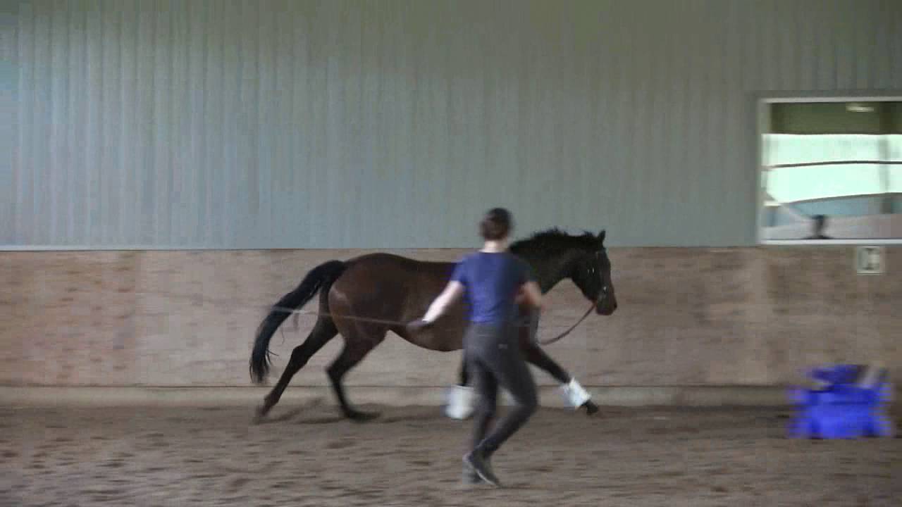 Sally lunging over poles and small X July 2016 - YouTube
