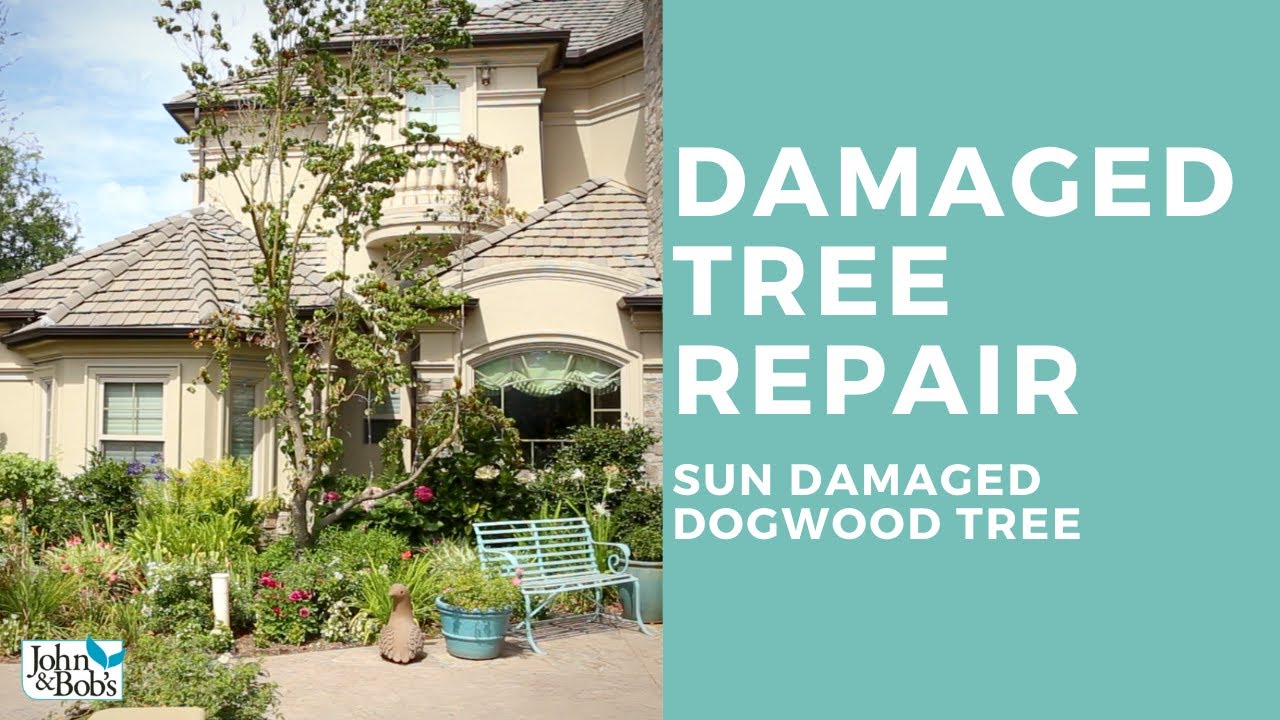 Damaged Tree Repair | Sun Damaged Dogwood Tree (ORGANIC!) - YouTube