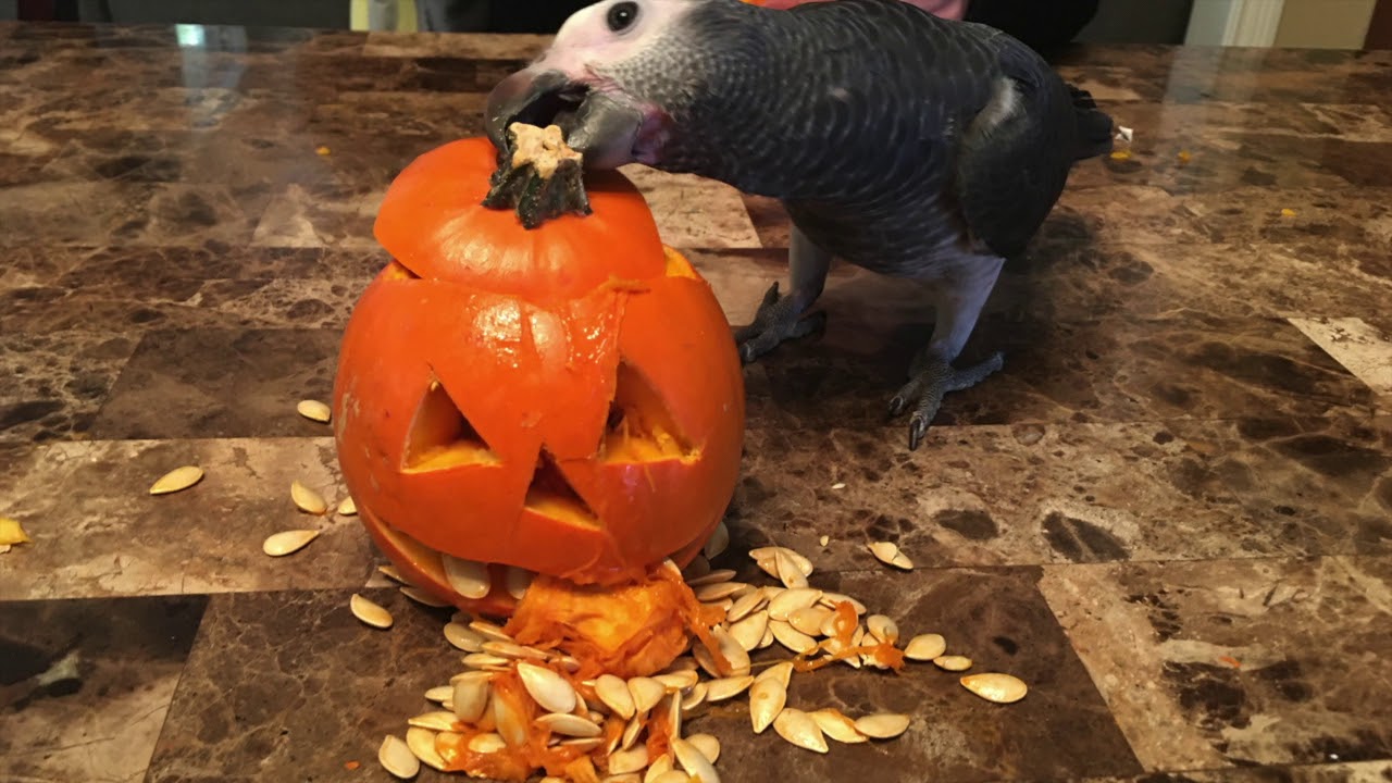 #18 CARVING A PUMPKIN FOR MY PARROTS, PARROTS EAT PUMPKIN? - YouTube