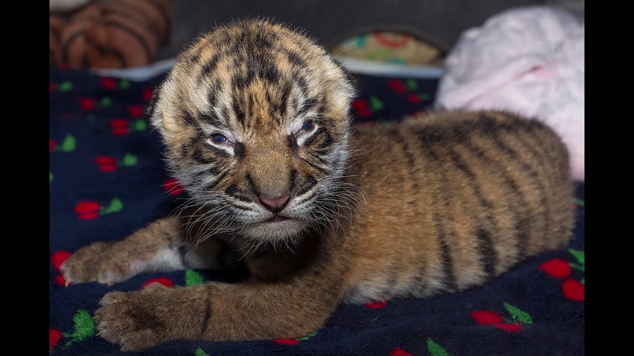 Tiger Cub Born at the San Diego Zoo Safari Park - YouTube