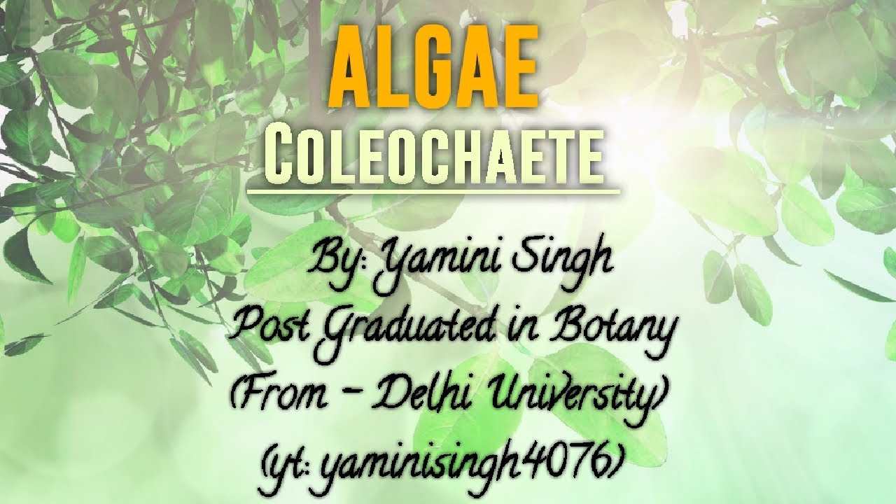 Algae ||Coleochaete|| #algae #botany #msc #botanynotes #biologynotes # ...