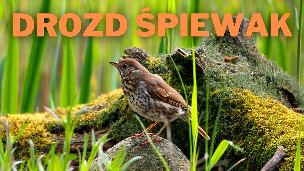 Drozd śpiewak. Czy znasz ten głos? - YouTube