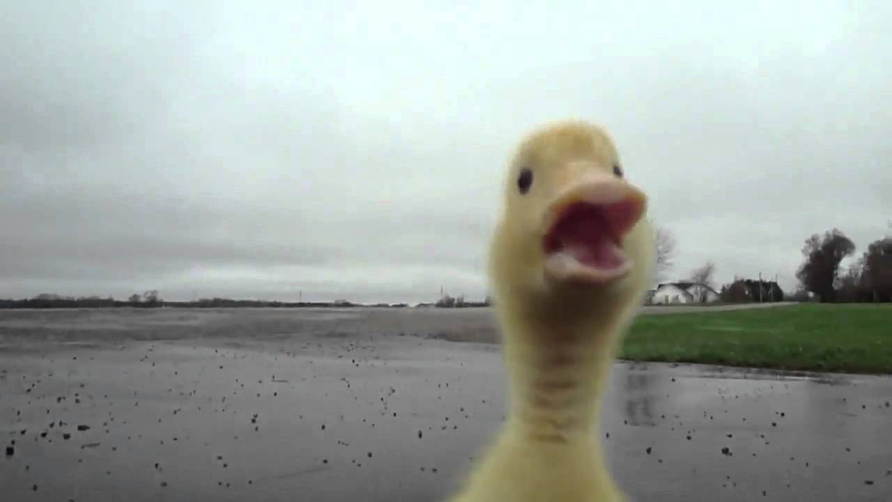 Duckling Runs After Guy - YouTube