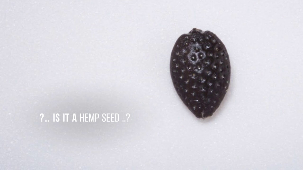 black . mutant . alien . hemp . seed !!-_-!! - YouTube