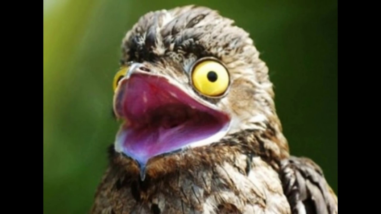 Mundo Animal, Urutau. - YouTube