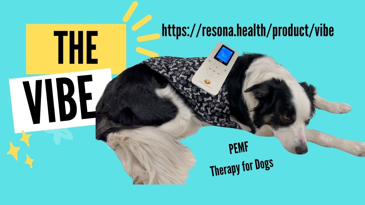 The Vibe: PEMF Therapy for Dogs - YouTube
