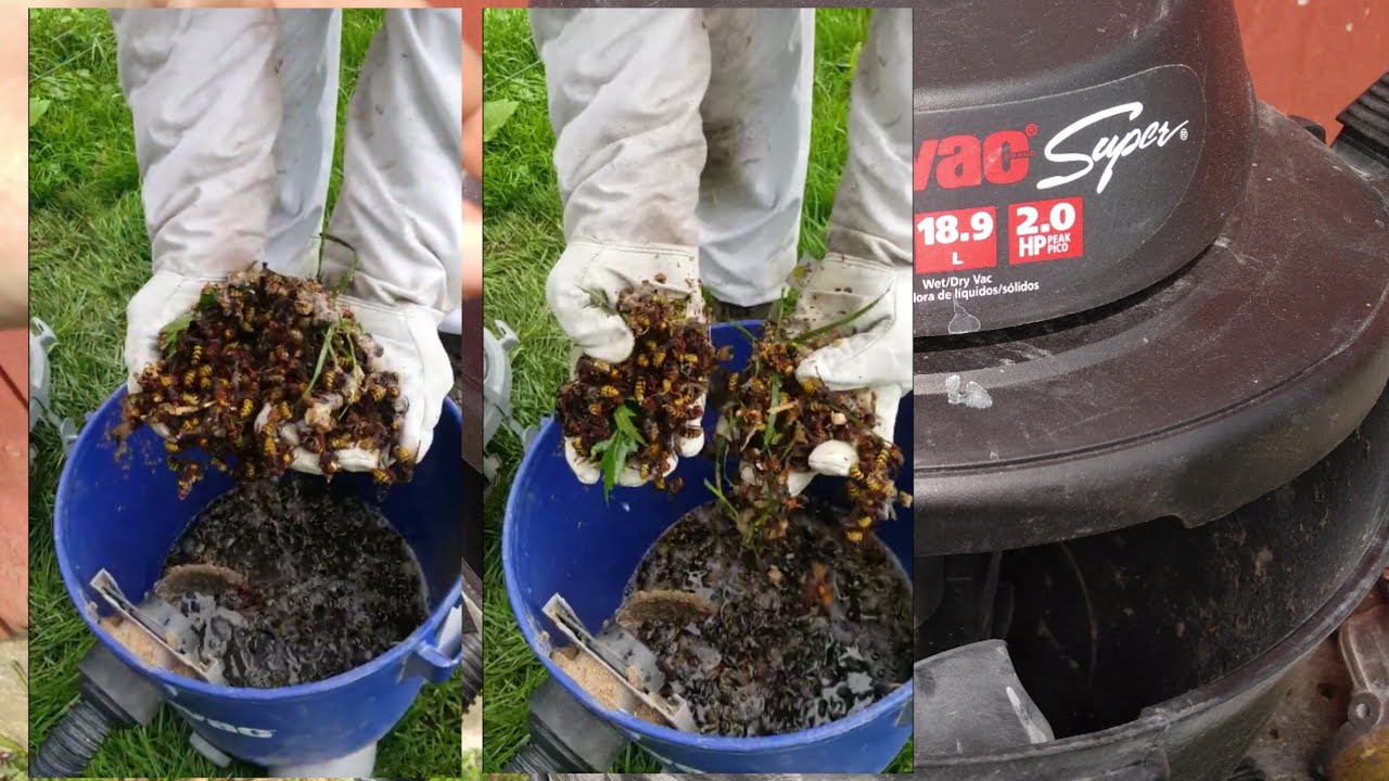Wasp Nest Removal Tools of the Trade - YouTube