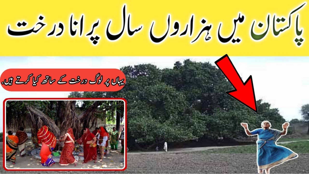 Pakistan has the world's second oldest banyan tree thousands of years ...
