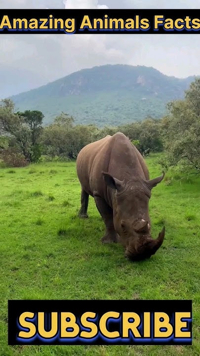 Crazy Facts About Animals 🐸🐊🐢|amazing animals facts |random facts ...