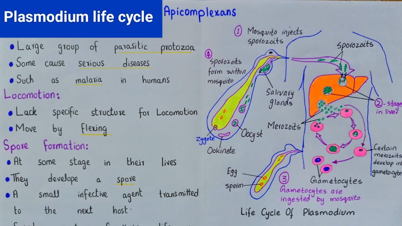 Apicomplexans | life cycle of plasmodium | class 11 - YouTube