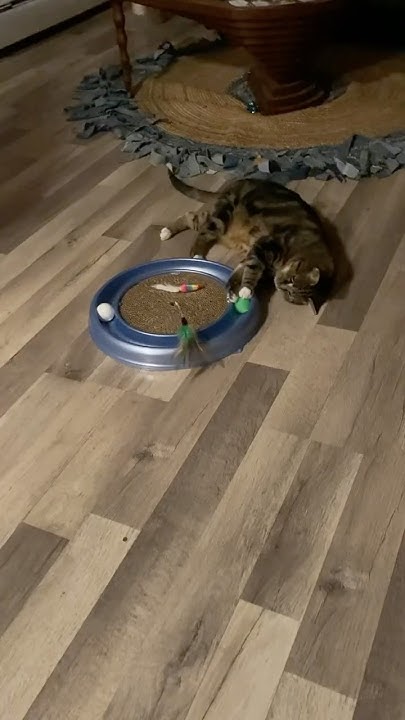 My #cat playing with his ball in new toy #catsofyoutube #calgary # ...