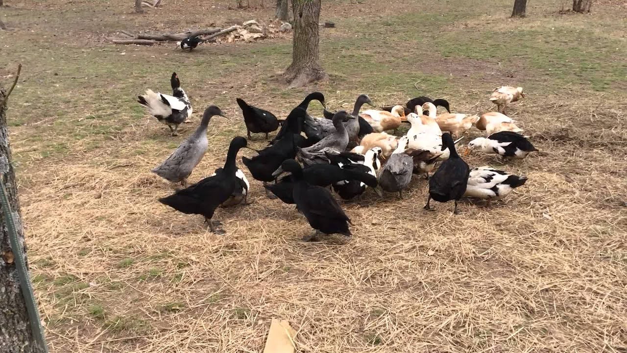 Excited ducks! - YouTube