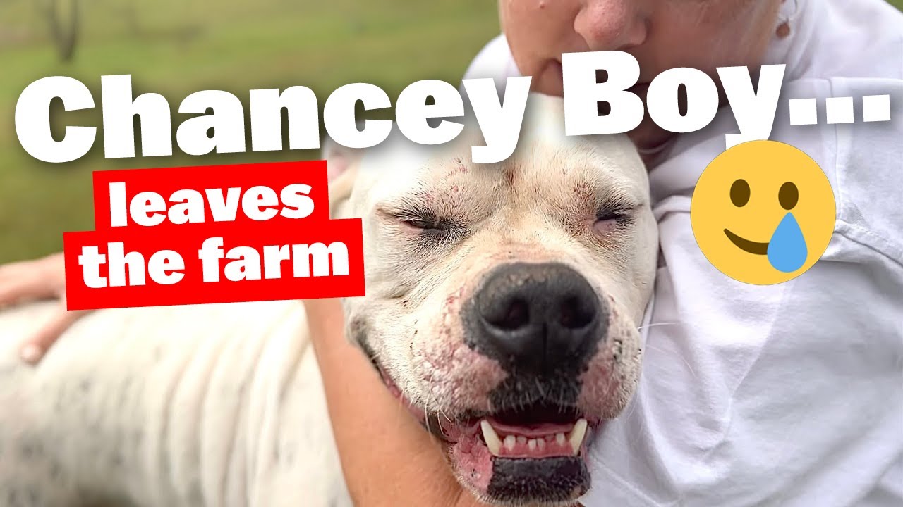 Chancey Boy Leaves the Farm - YouTube