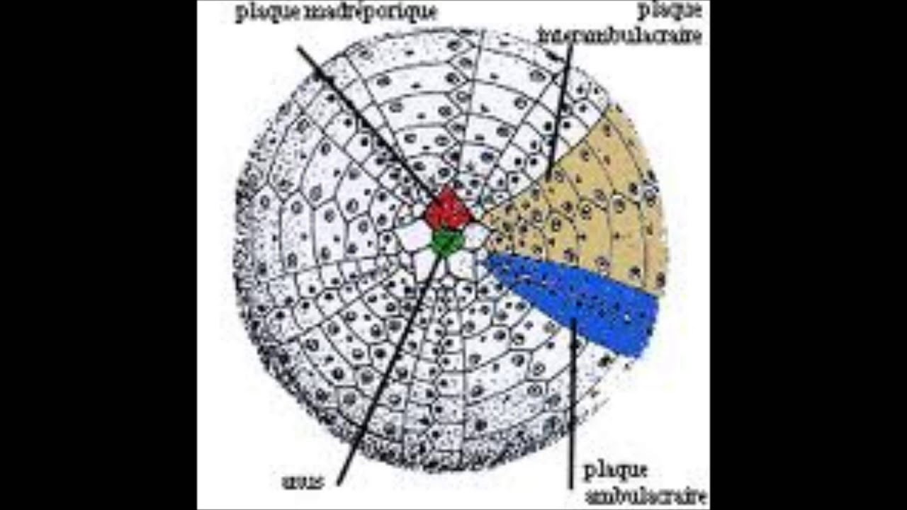 Les Échinodermes - YouTube