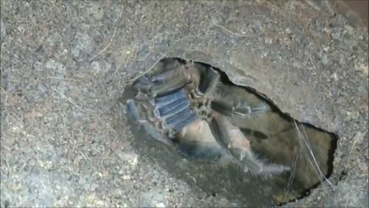 Tarantula Molting and Post-Molt - YouTube
