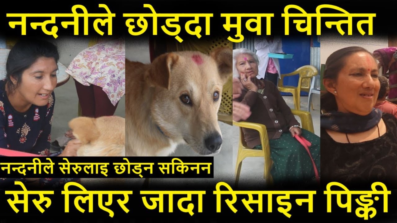 आमा र पिङ्की छोडेर गइन नन्दनि, नन्दनीले छोड्दा मुवा चिन्तित, BS Rana ...